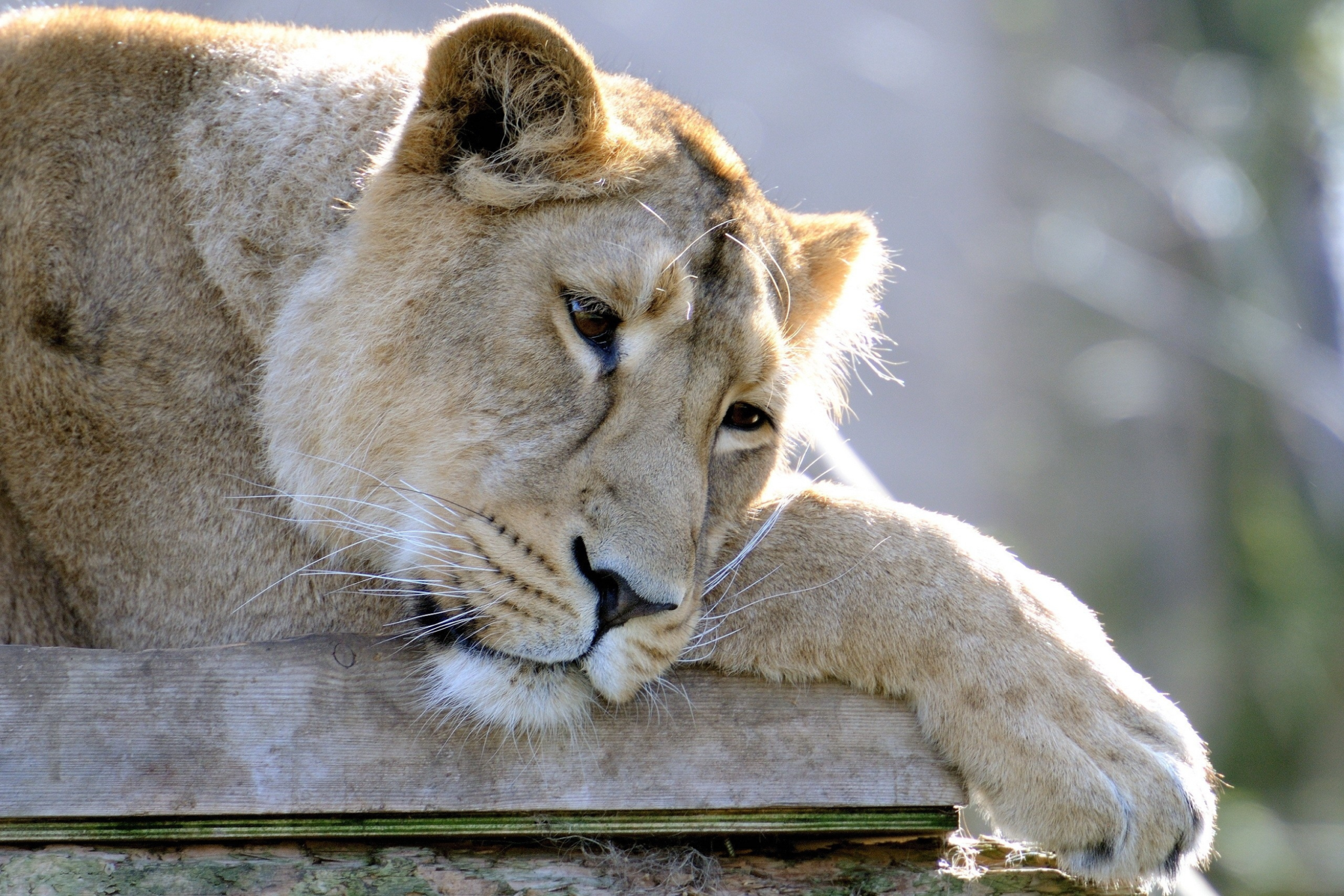 Factors that Contribute to Over-Hunting – Stop Overhunting